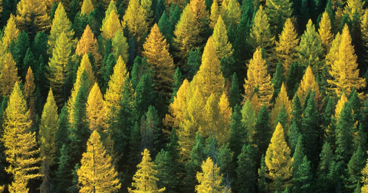 National Parks vs. National Forests | Outside Bozeman